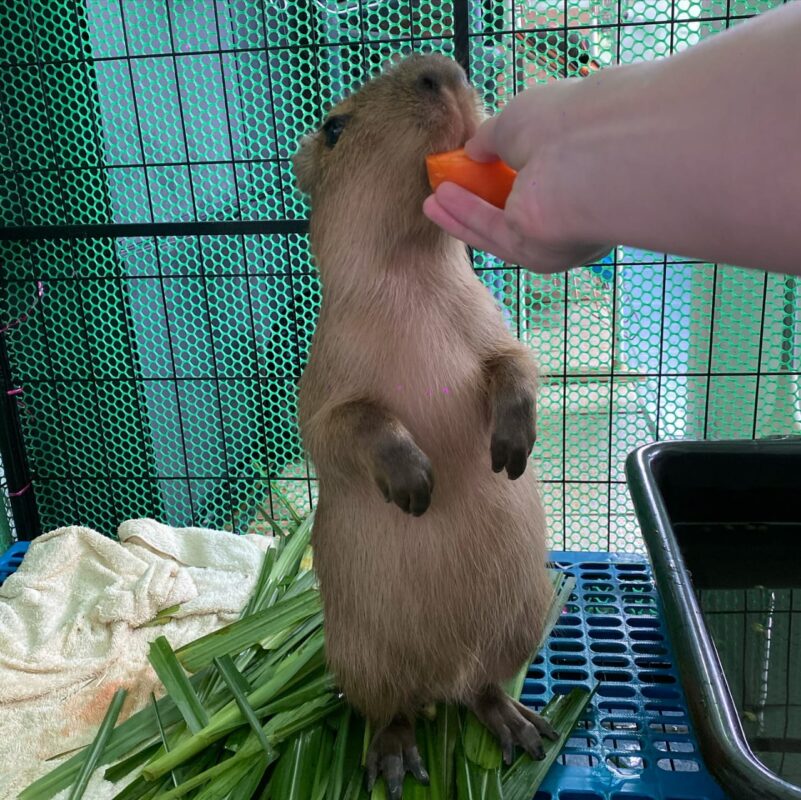 Learn About Capybaras - Capybara diet