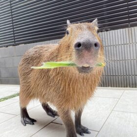 capybara for sale - Buycapybaras.com