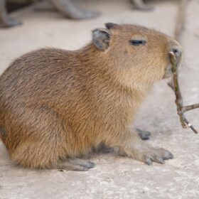 capybara for sale - Buycapybaras.com