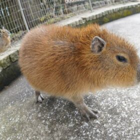 capybara for sale - Buycapybaras.com
