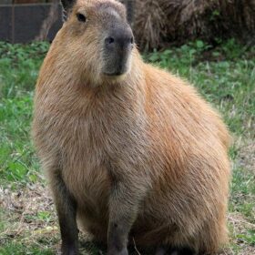 capybara for sale - Buycapybaras.com
